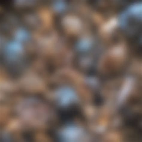 Impact Of Environment On Homo Evolution