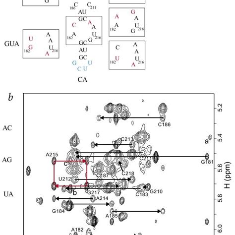 Hcv Ires Iiib Sequences And Nmr Spectral Dataa Secondary Structures