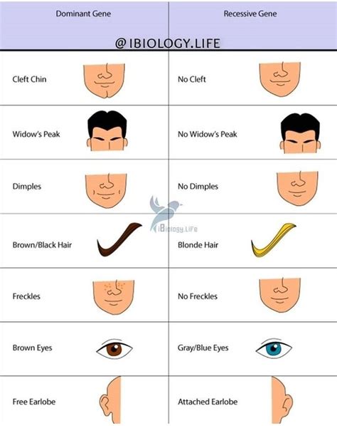 Dominant And Recessive Gene Artofit