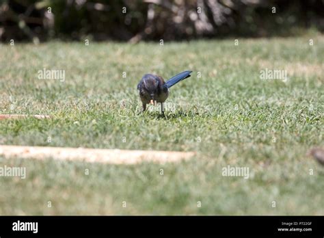 What Animals Have A Cloaca