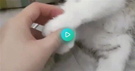Its Monday And National Nap Day  On Imgur