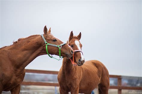 Новые недоуздки Fefa Koroleva — Livejournal