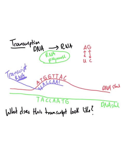 Solved Shown Below Is Diagram Of Rna Polymerase Undergoing The Process