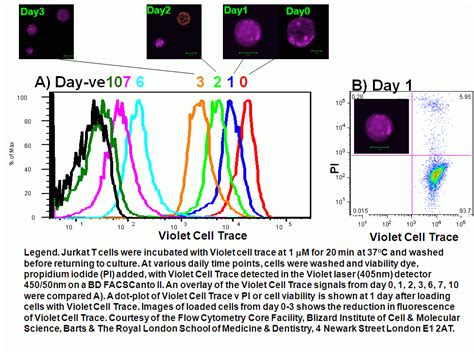 Cell Proliferation And Functional Analysis Flow Cytometry Core Facility