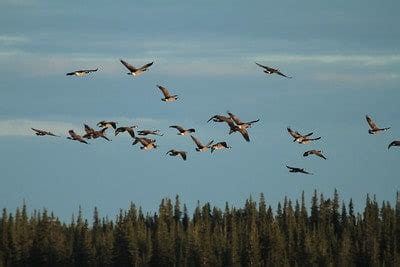 Best Goose Hunting Tips
