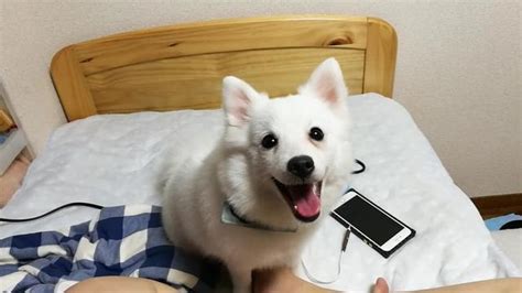 一隻白狐與一隻銀狐犬放在一起離遠了看你還真不一定能夠分出來 每日頭條