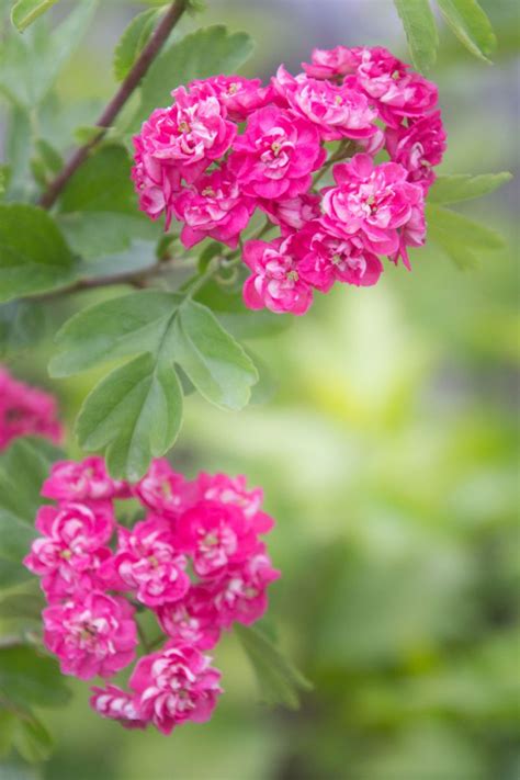 紅花八重サンザシ 5705 GANREF