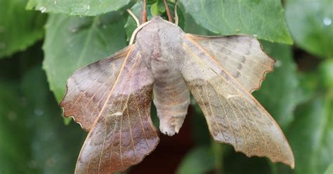Hereford And Worcester Moths A Bilateral Gynandromorph