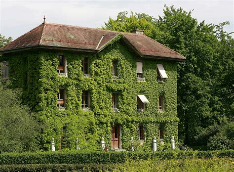 Многолетние вьющиеся растения для дачи 59 фото декоративные однолетние цветы фото и видео