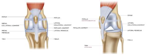 Patella Labeled Patella Physiopedia