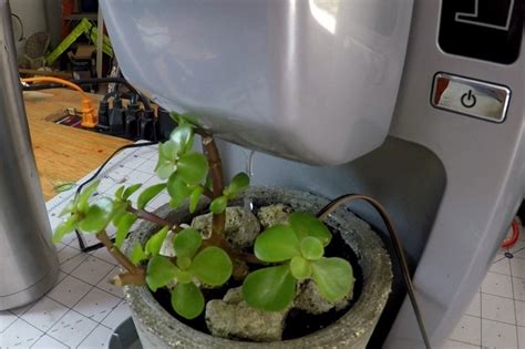 Raspberry Pi Automated Plant Watering Project