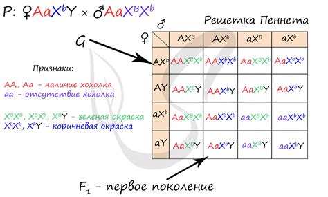 У канареек наличие хохолка зависит от аутосомного гена окраска оперения от гена сцепленного