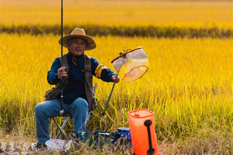 秋风起，蟹脚痒，金黄稻田里捉蟹去！