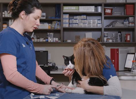 How To Apply A Transdermal Medication To Your Cat Cat Care Clinic