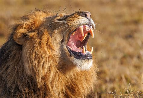 About Lions Teeth