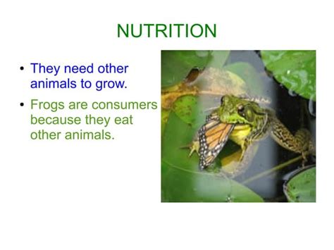 Frog Ppt