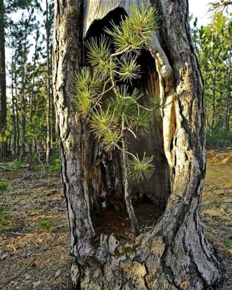 Civil Engineering Discoveries On Linkedin Tree Within A Tree 16 Comments