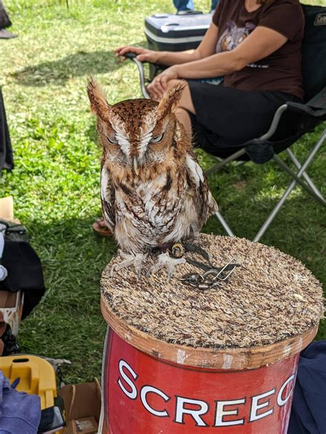 This Superbly Small Screechy Boi R Superbowl