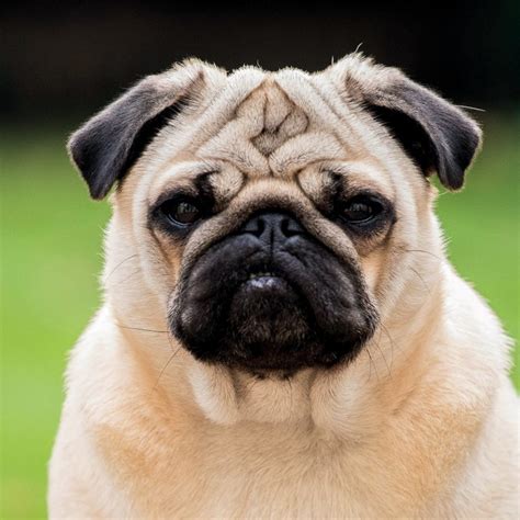 Pugs 2023 Square Wall Calendar Pets Dog 16 Month Premium Planner New