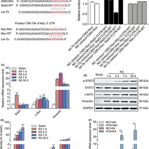 Stat3 And C‐myc Were Increased In The Astrocytes Of The Hippocampus Of Download Scientific