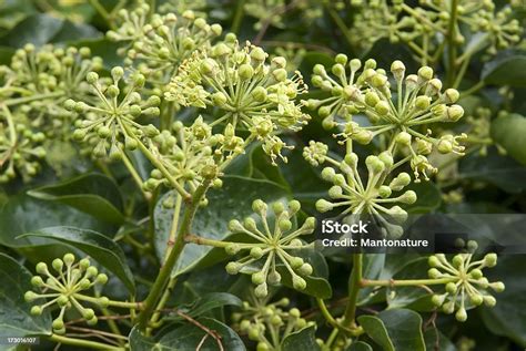 담쟁이덩굴 개화기 Hedera 헬릭스 0명에 대한 스톡 사진 및 기타 이미지 0명 계절 곤충 Istock