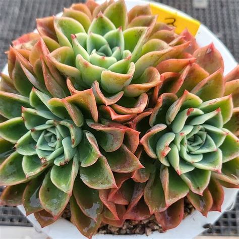 Az összes bejegyzés Instagram Succulents Plants Garden