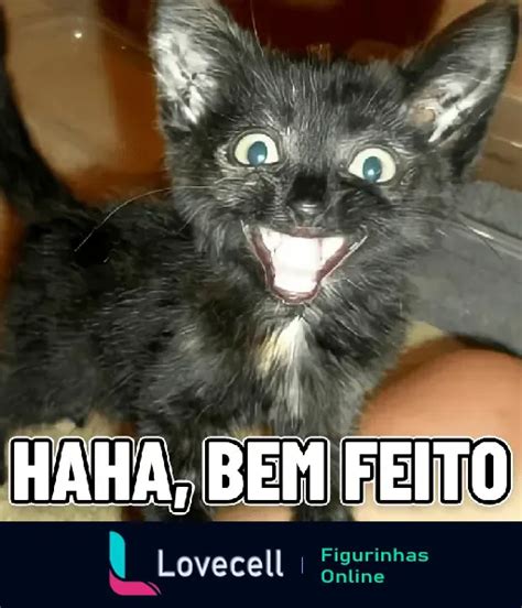 Figurinha GATINHOS EXPRESSIVOS Haha Bem Feito Para WhatsApp Lovecell