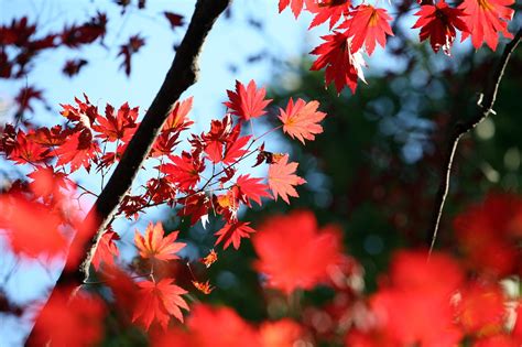 단풍 가을 낙엽 Pixabay의 무료 사진 Pixabay
