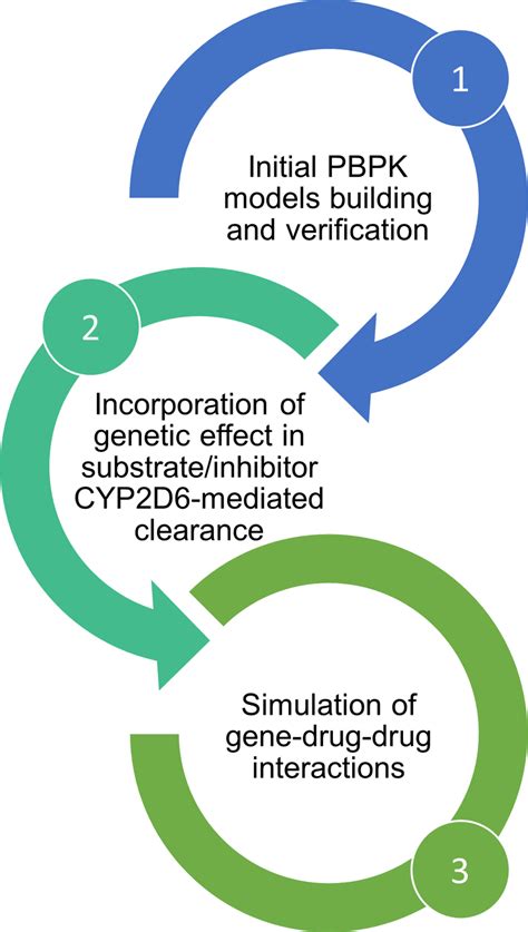 Study Workflow In A First Step Physiologically‐based Pharmacokinetic Download Scientific