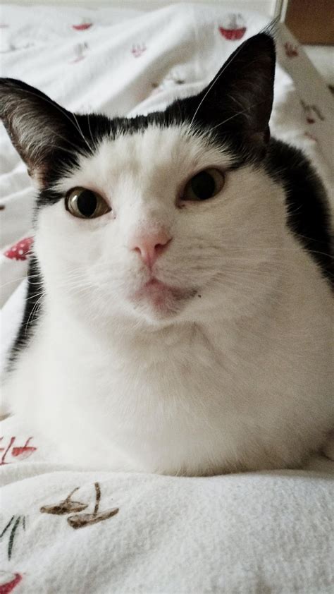 Furry Angel Ryesmycat