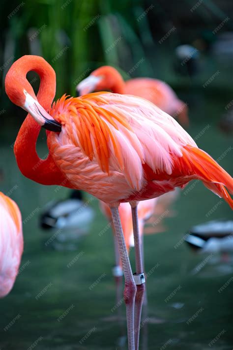Hermoso Flamenco Rosado Bandada De Flamencos Rosados En Un Estanque Los