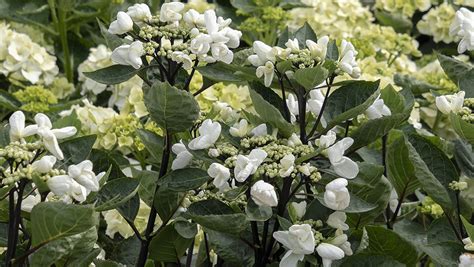 Landscaping Around A Deck A Lush Garden View