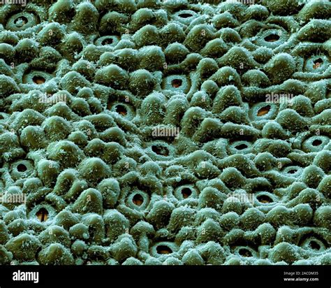 Eucalyptus Stomata Coloured Scanning Electron Micrograph Sem Of Numerous Stomata On The
