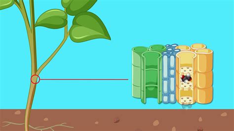 Plant Stem Structure Function Stock Footage Sbv 352589030 Storyblocks