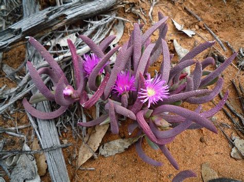 Colours Of The Great Victoria Desert Purple Flowers Australian