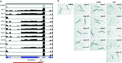 Rnai Analysis Of The C Elegans Integrator Complex A Rna Deep
