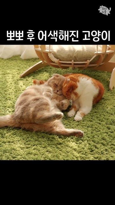 뽀뽀 한 번에 얼어버린 냥이들 ㅋㅋㅋ 세상 어색한 공기 Youtube