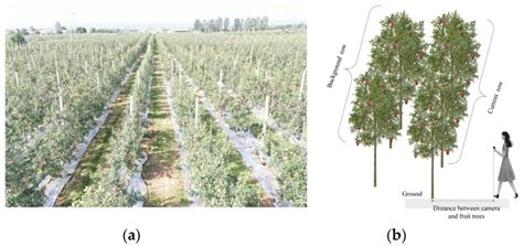 Mdpi Horticulturae On Linkedin Horticulturae Lightweight Apple Orchards Yolov5 Academic