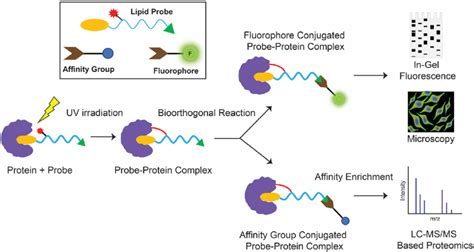 schematic workflow for the typical enrichment and detection of