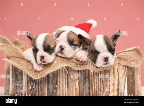How Many French Bulldogs Are In A Litte