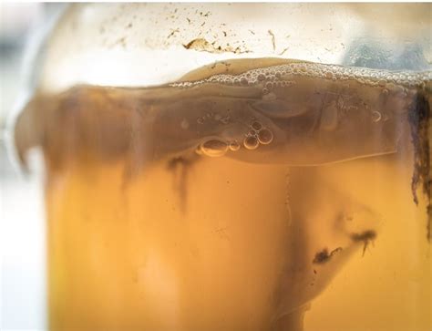 How To Store Your Kombucha Scoby Revolution Fermentation