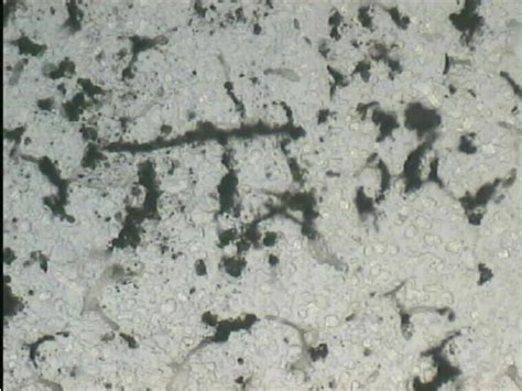 Typical Morphology Of The Aluminum Reinforced With Tib Particles Download Scientific Diagram