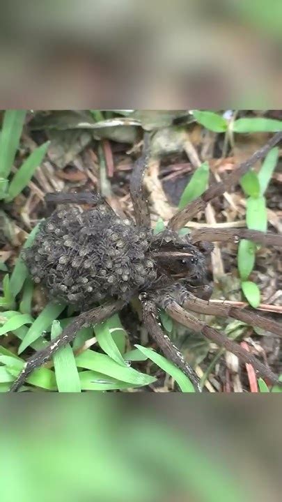 Мать паук носит на себе ещё сто пауков Пауки волки Youtube