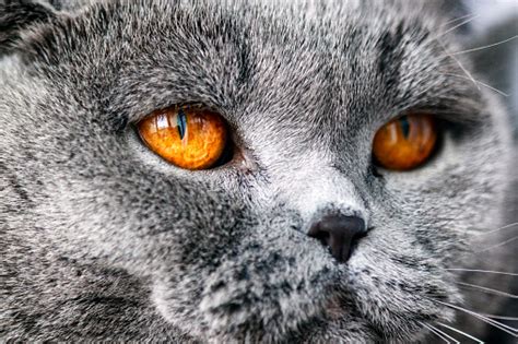 고양이 라일락 컬러 성인 스코틀랜드 폴드 오렌지 눈과 앞으로 접힌 귀 고양이 새끼에 대한 스톡 사진 및 기타 이미지 고양이
