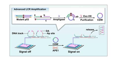 Advanced Ligase Chain Reaction Strategy To Generate A Circular Dna