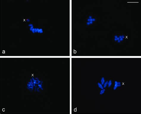 Location Of Rdna Genes In Chromosomes Of L Rufipennis A B And L