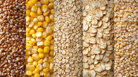 A Collage Of Different Grains Including Wheat Corn And Oats