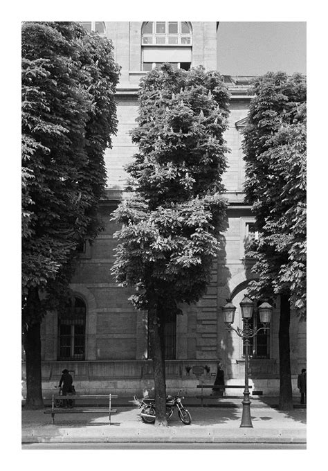 Tree Portrait 5 Paris Charles Nodrum Gallery