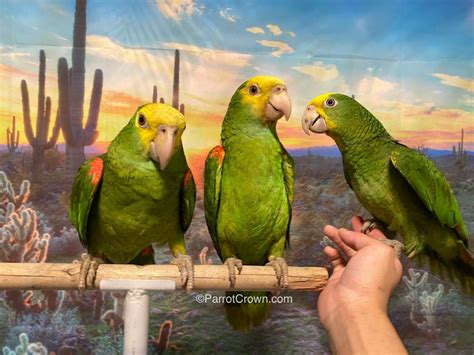 Double Yellow Head Amazon Parrots For Sale