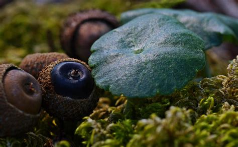 Free Images Tree Nature Forest Leaf Flower Photo Wildlife Food
